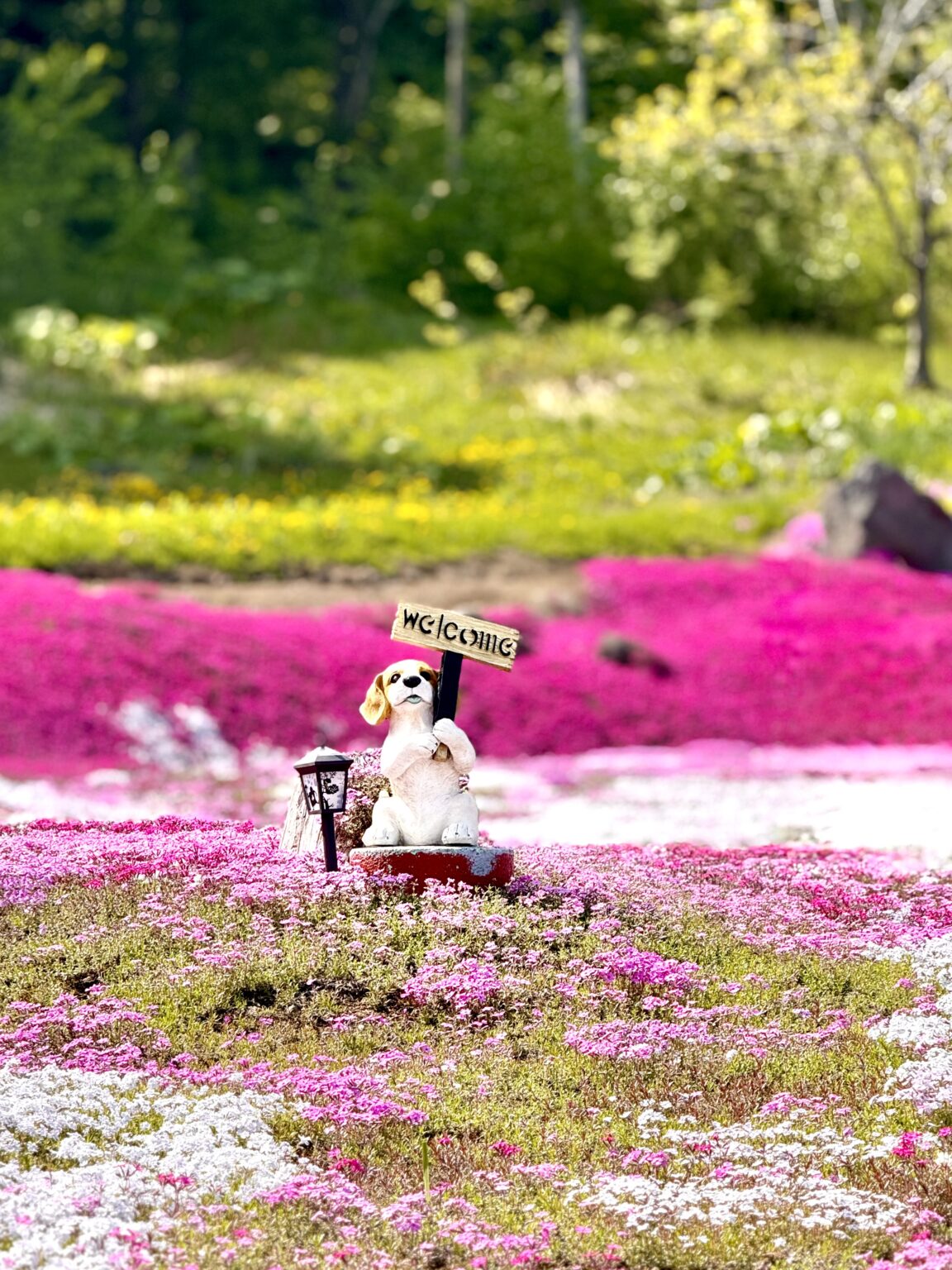 Mishima Shibazakura 2026 Bloom Status｜Mid-May Visit, Mt. Yotei Views ...